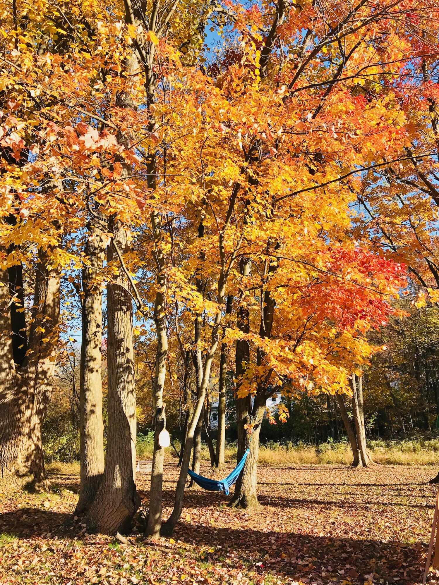 Meeting Your Backyard Goals Step by Step - Getting Creative with Carolyn